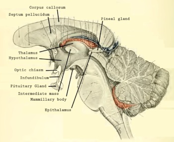 The Diencephalon: Thalamus, Hypothalamus, Epithalamus | Anatomy