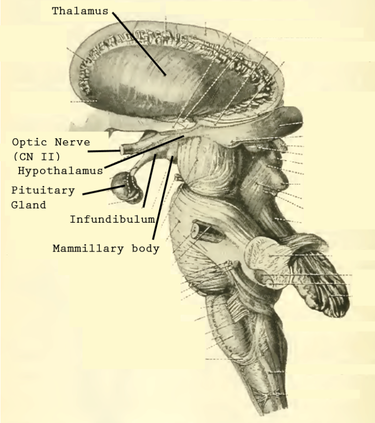The Diencephalon: Thalamus, Hypothalamus, Epithalamus | Anatomy