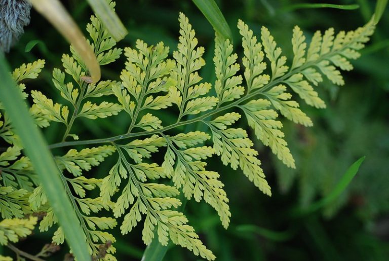 Fractal Basics | Mathematics for the Liberal Arts Corequisite