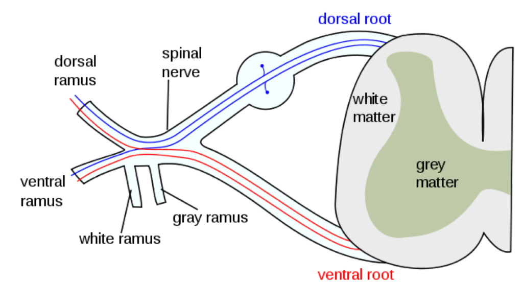 Lumbar Nerves 4 And 5
