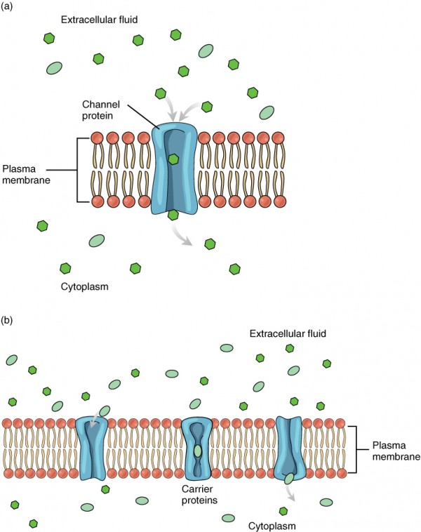 The Cell Membrane | Anatomy & Physiology I