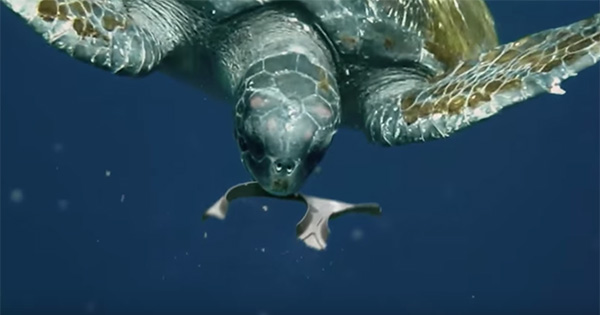 Biodegradable Six-Pack Rings Hit Grocery South Florida Stores