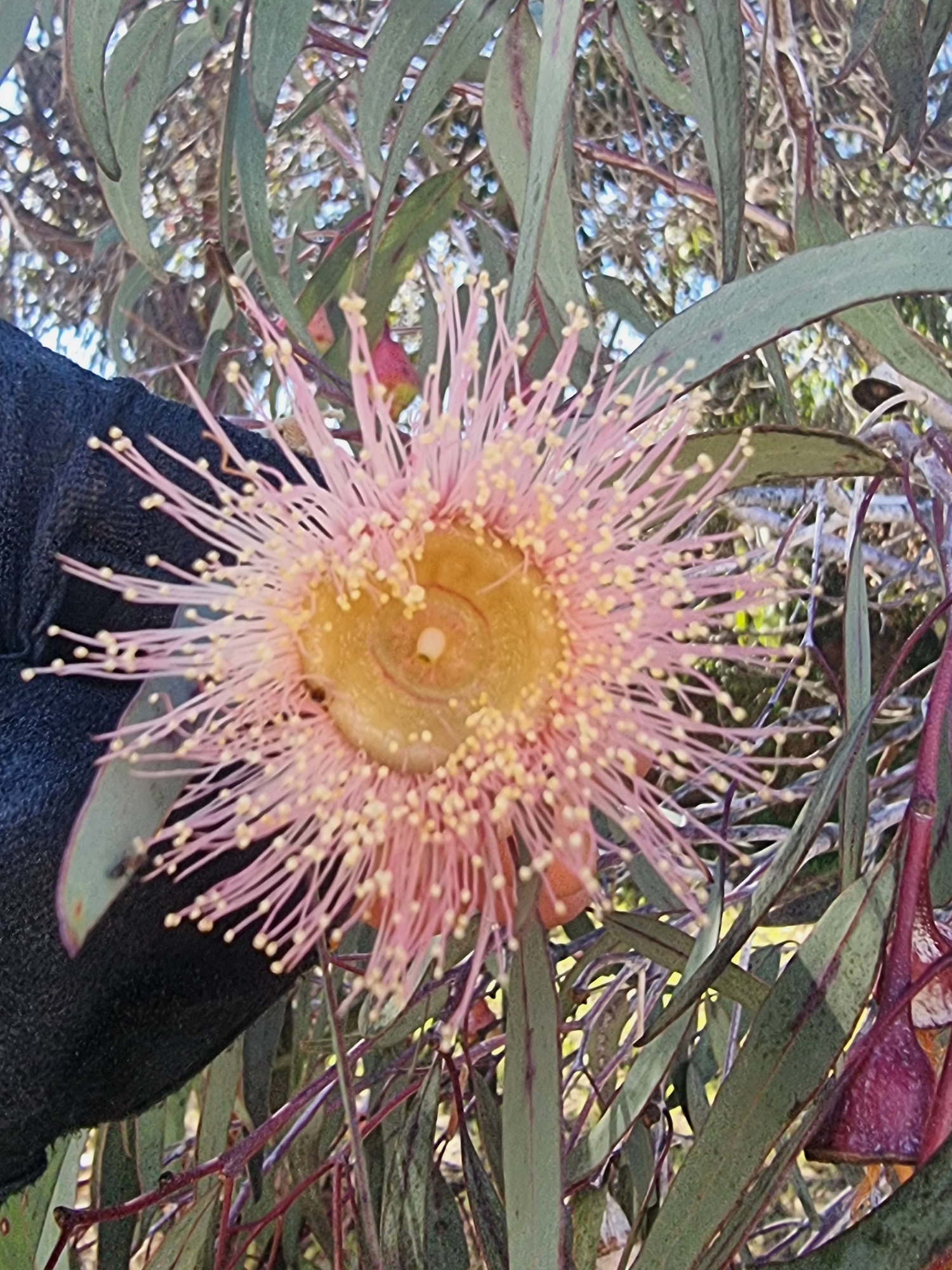 Day 77: Yanchep National Park to Perth - A happy ride around Australia ...