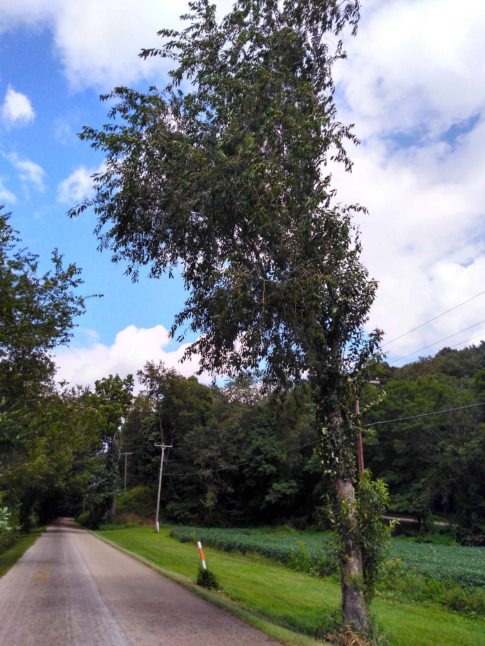 Pop trees - Two Far 2018 - Trailing through the Rust Belt - CycleBlaze