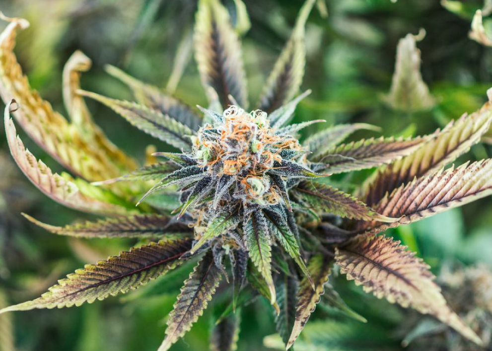 The Most Popular Medical Marijuana Strains - Eaze Blog | Marijuana ...