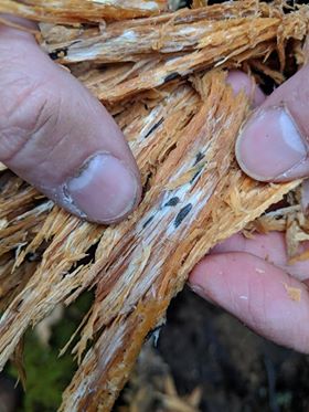 Forestry Lunch Breaks – Root Rots | Extension Forestry | Washington ...