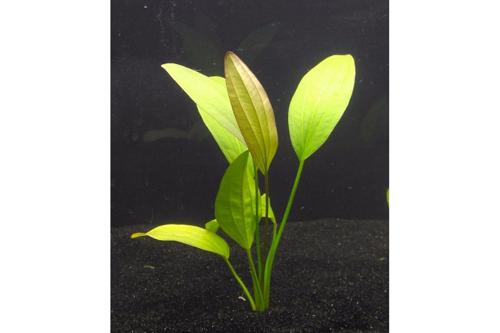 Red Melon Sword/Echinodorus Barthii | Get Gills