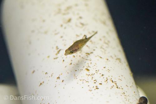 Toothpick Fish (Indostomus paradoxus) - Dan's Fish