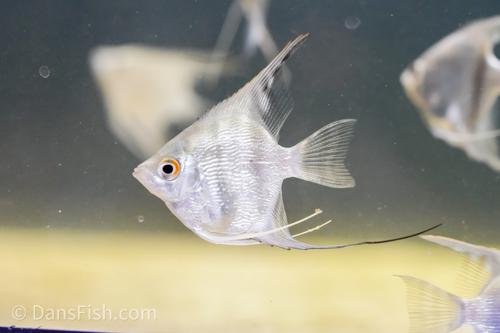 Blue Diamond Angelfish (Pterophyllum scalare) - Dan's Fish