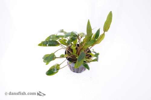 Fish For Sale | Dan's Fish