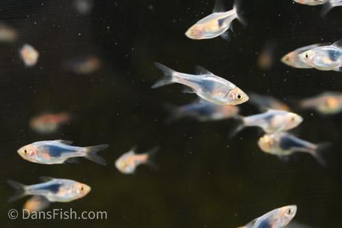 Purple Harlequin Rasbora (Trigonostigma heteromorpha) - Dan's Fish