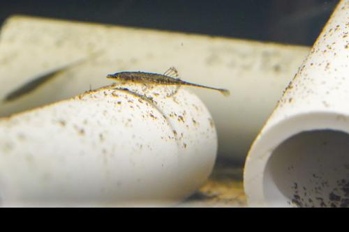 Toothpick Fish (Indostomus paradoxus) - Dan's Fish