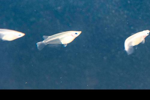 Java Ricefish (Oryzias javanicus) - Dan's Fish