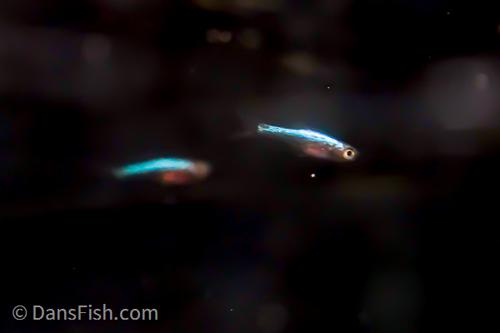 Blue Axelrodi Rasbora (Sundadanio axelrodi) - Dan's Fish