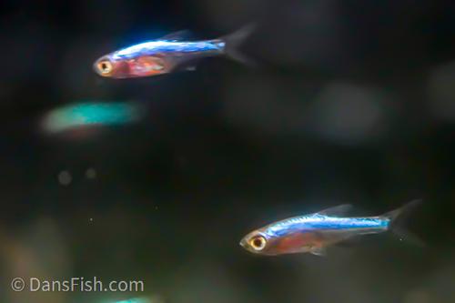 Blue Axelrodi Rasbora (Sundadanio axelrodi) - Dan's Fish