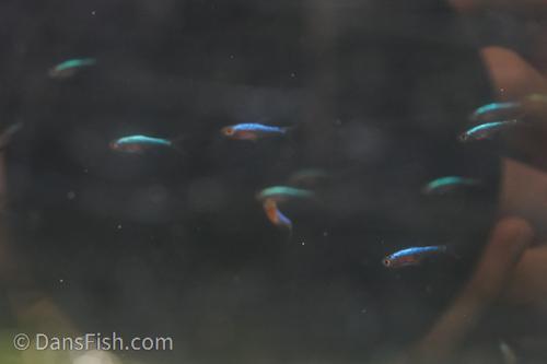 Blue Axelrodi Rasbora (Sundadanio axelrodi) - Dan's Fish
