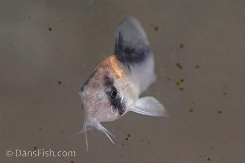 Corydoras adolfoi (Corydoras adolfoi) - Dan's Fish