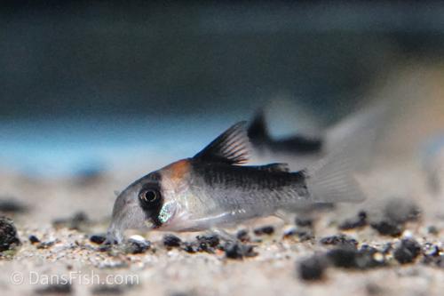 Corydoras adolfoi (Corydoras adolfoi) - Dan's Fish