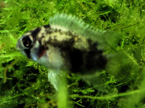 Keyhole Cichlid (Cleithracara maronii) - Dan's Fish