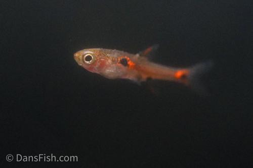 Strawberry Rasbora (Boraras naevus) - Dan's Fish