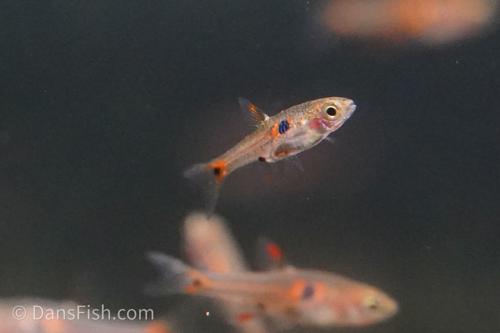 Strawberry Rasbora (Boraras naevus) - Dan's Fish