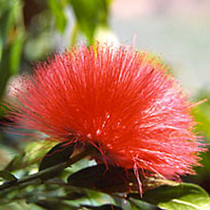 Calliandra | Green Hope Farm Flower Essences