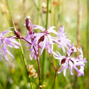 Ragged Robin | Green Hope Farm Flower Essences