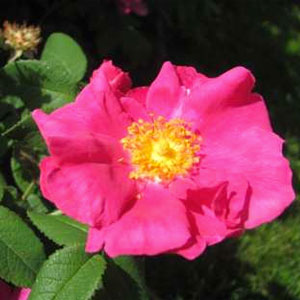Rosa Gallica | Green Hope Farm Flower Essences