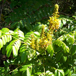 Nicker Nut | Green Hope Farm Flower Essences