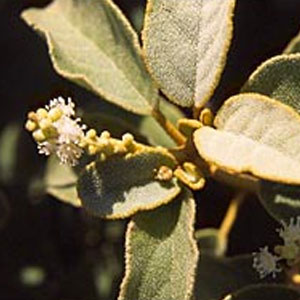 West Indian Sage | Green Hope Farm Flower Essences