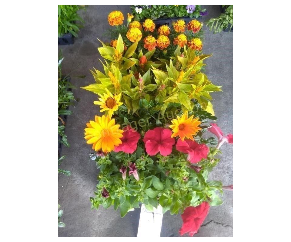 FLASH FLOWER AND PLANT AUCTION