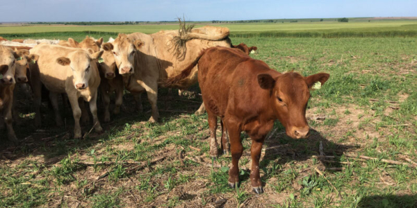 Seed Today | Kansas State: Grazing Cover Crops Benefits Soil Health…