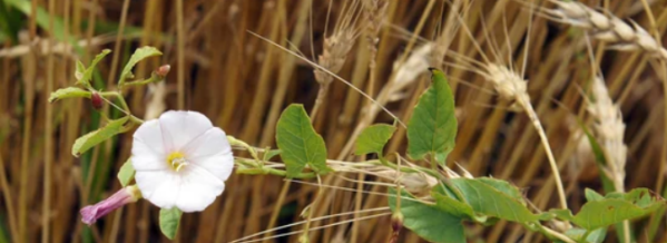 Seed Today | Field Bindweed’s Underground Strength Promotes…