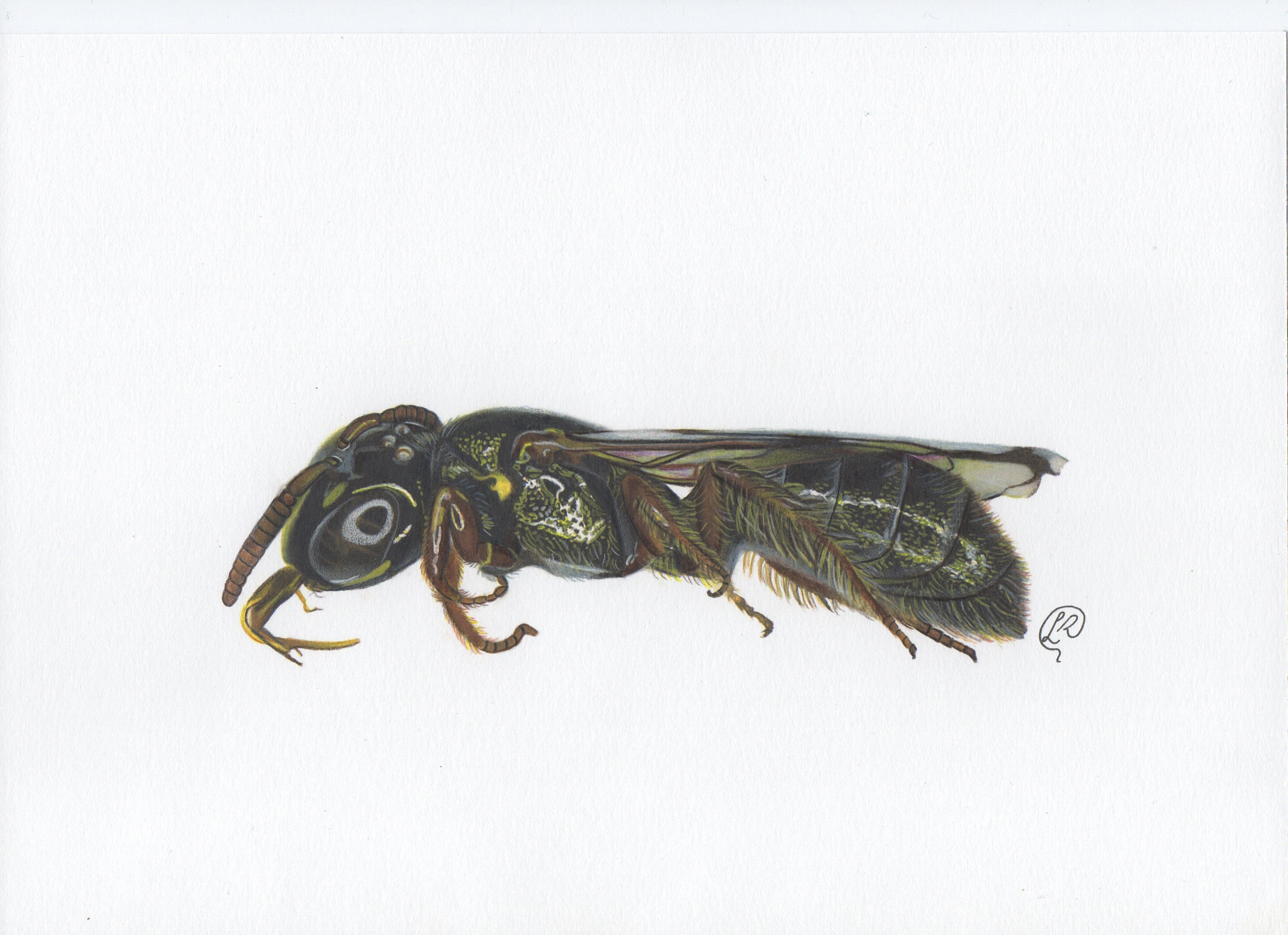 Scientist Discovers New Bee Species on Bayer Partner Farm in Brazil