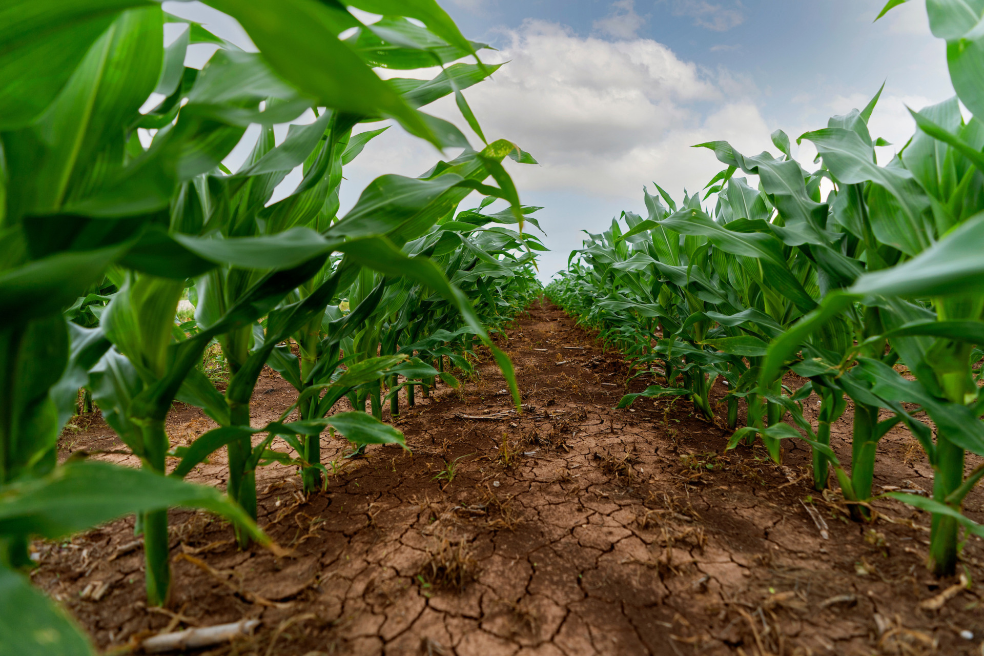 Texas Corn Acres Decline As National Crop Grows | Seed Today