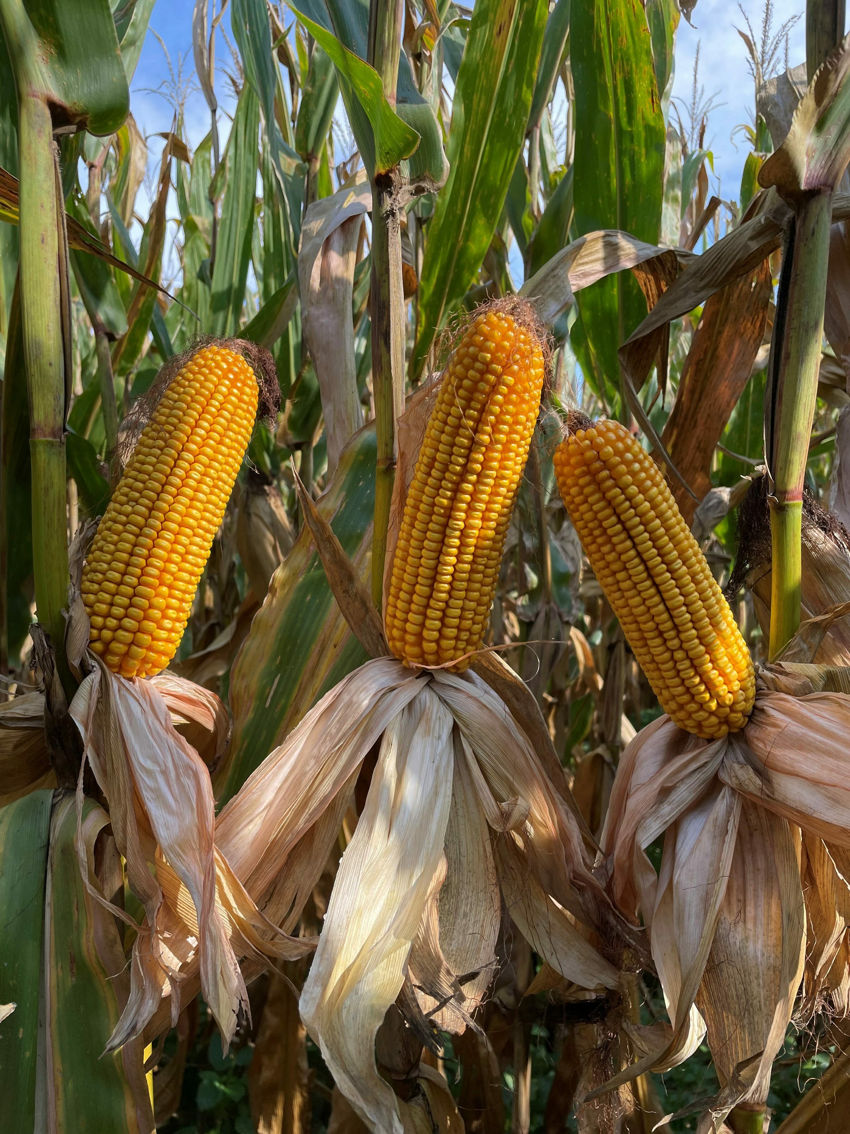 LG Seeds Agronomists’ Takeaways After a Challenging Season | Seed…