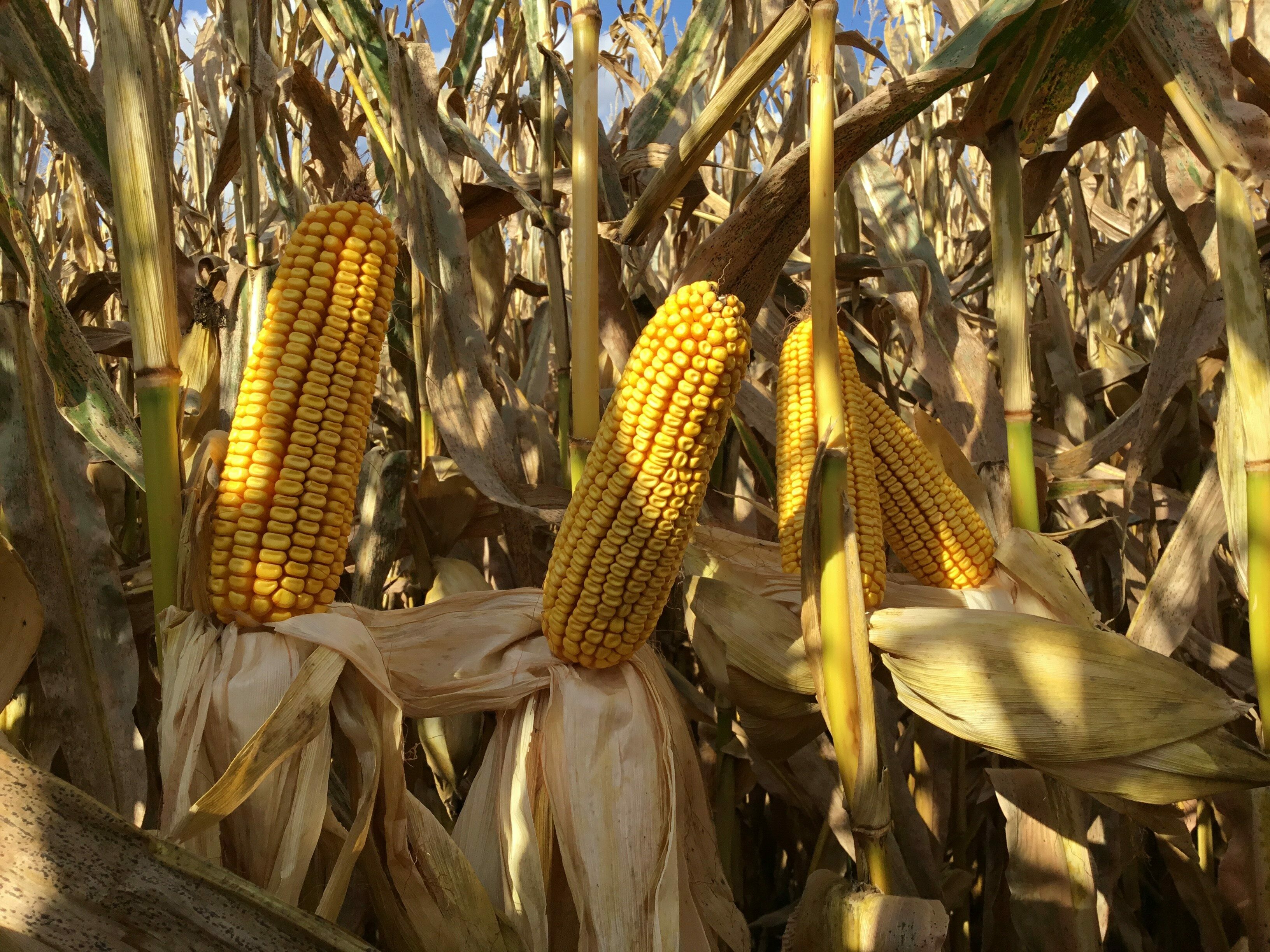 AgriGold’s New Genetic Family Offers Stability and Flexibility