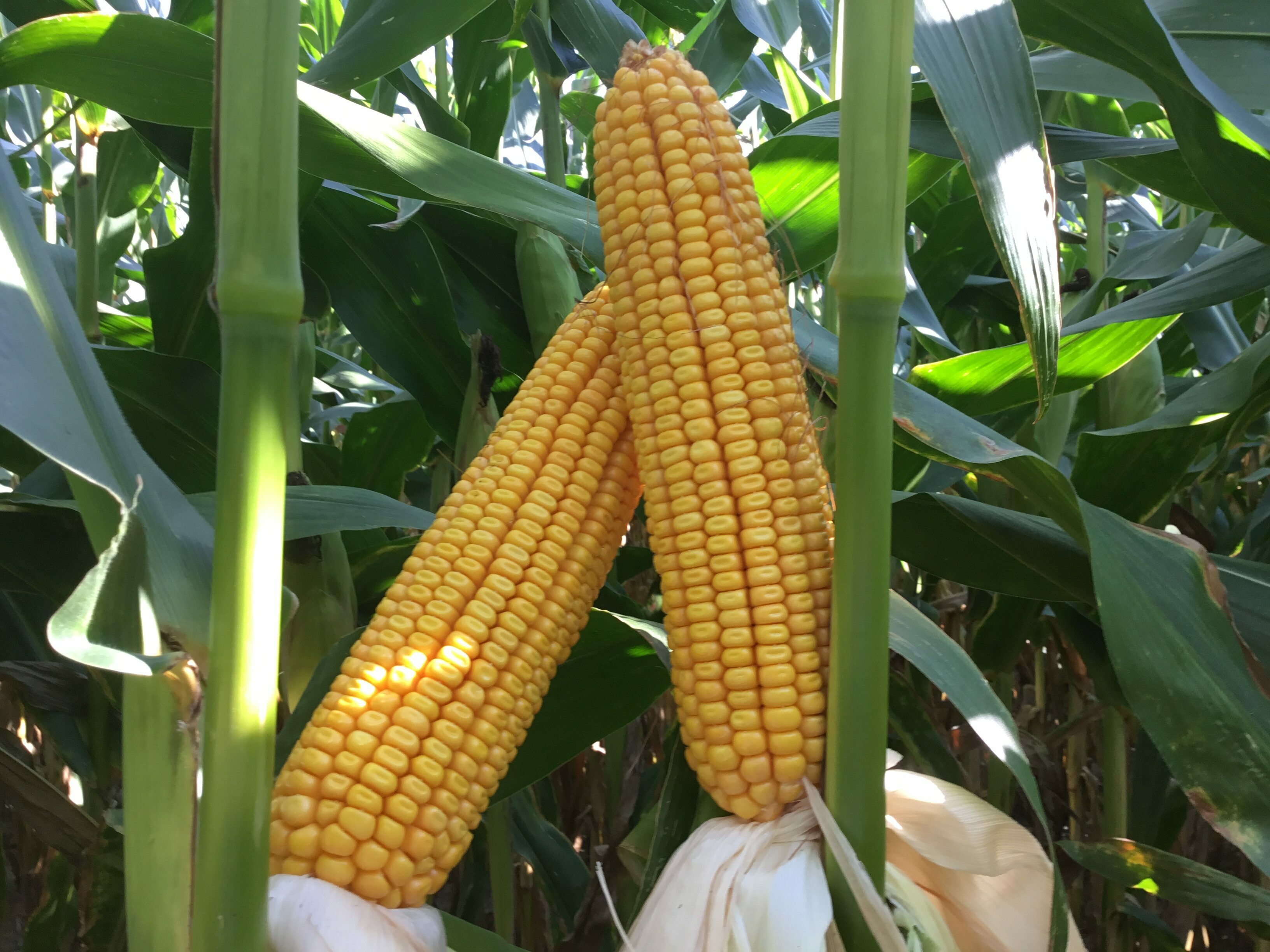 AgriGold To Debut 15 Corn Hybrids and 35 Soybean Varieties For 2023