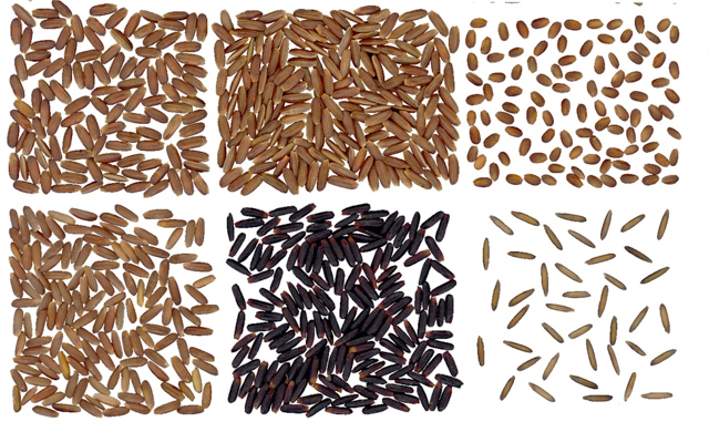 Early Flowering African Rice Beats The Heat | Seed Today