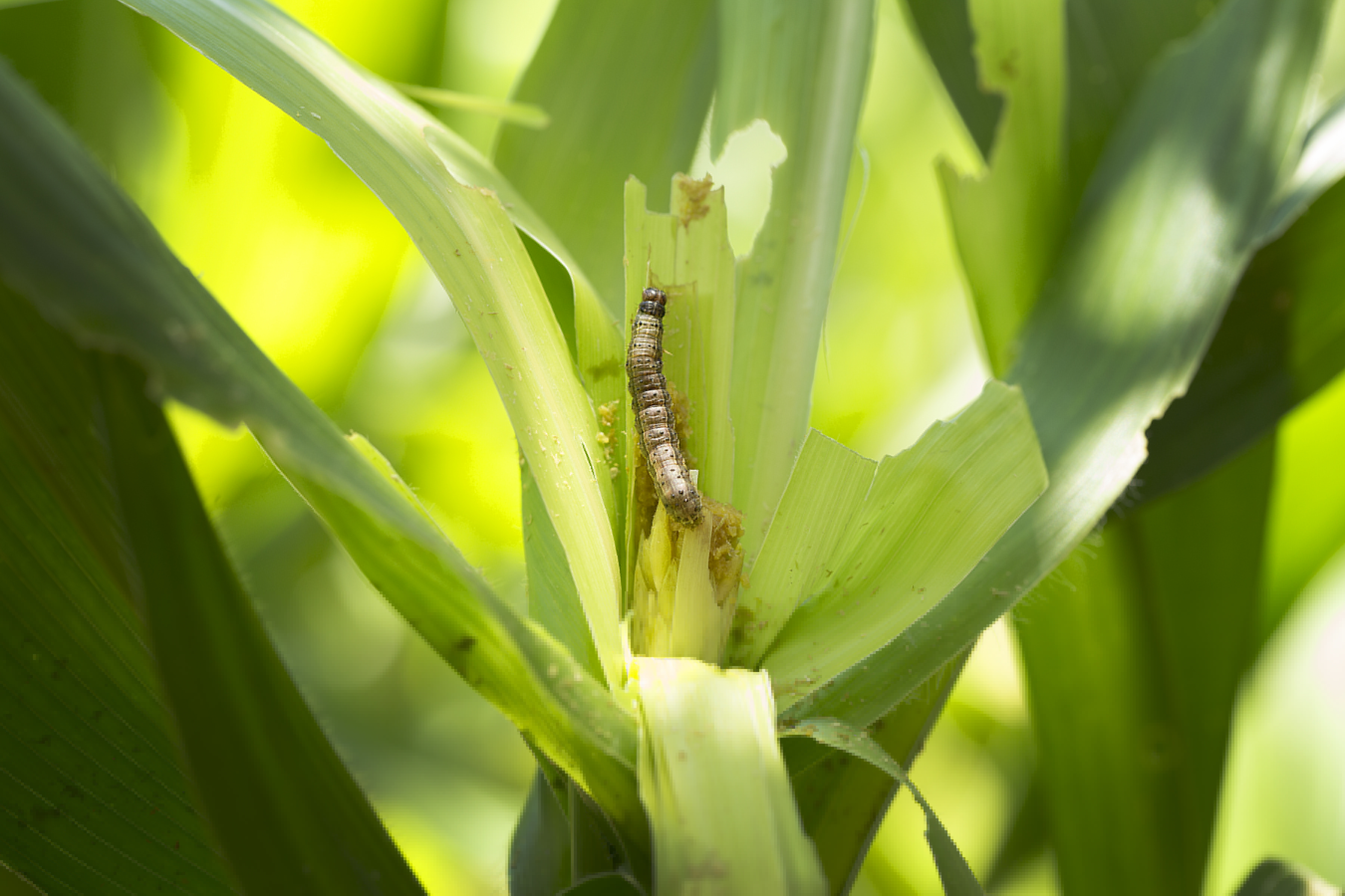 FAO Global Action for Fall Armyworm Control Extended To End of 2023…