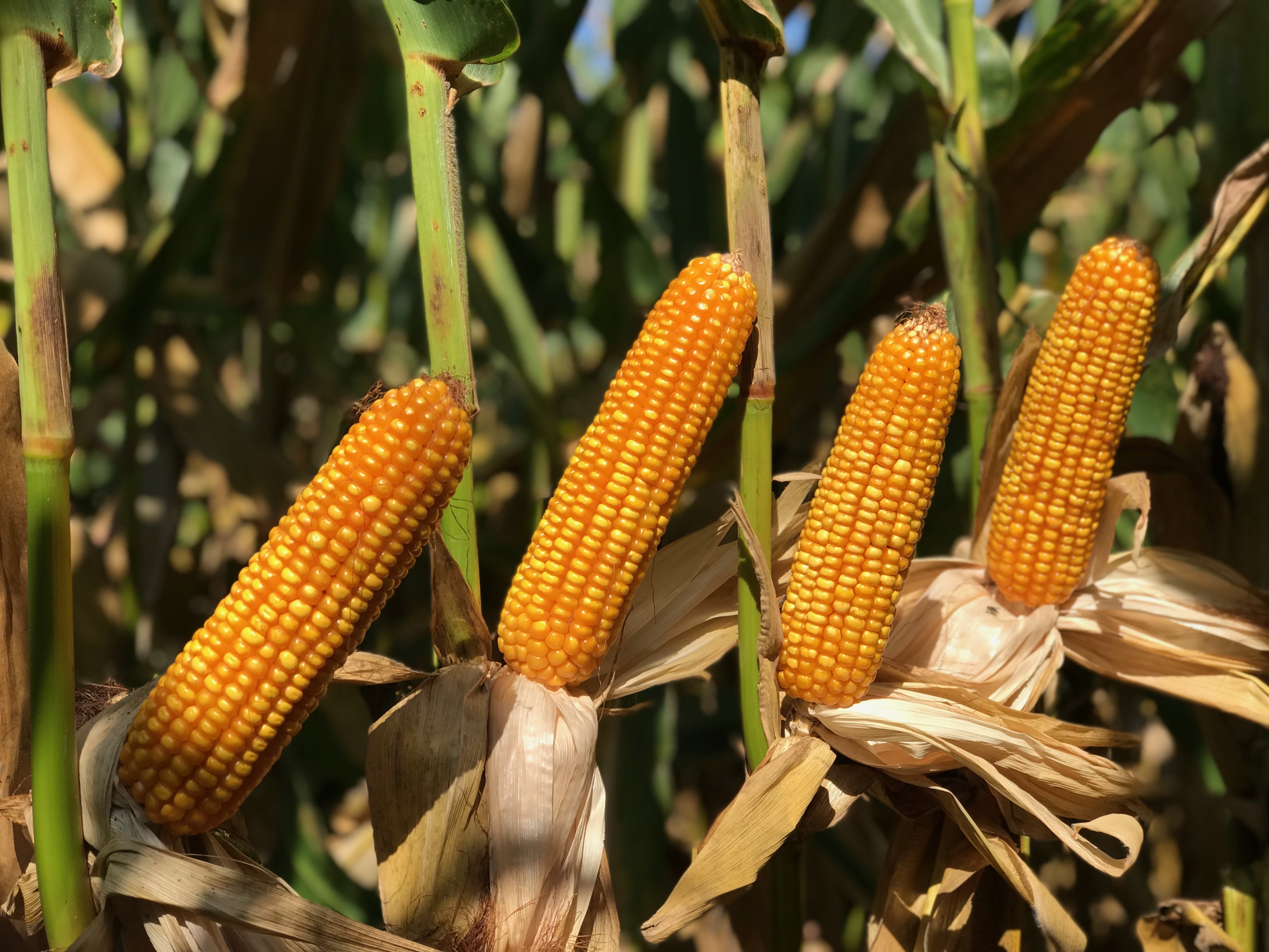 AgriGold Reports Strong Pipeline of Products for Premium Markets