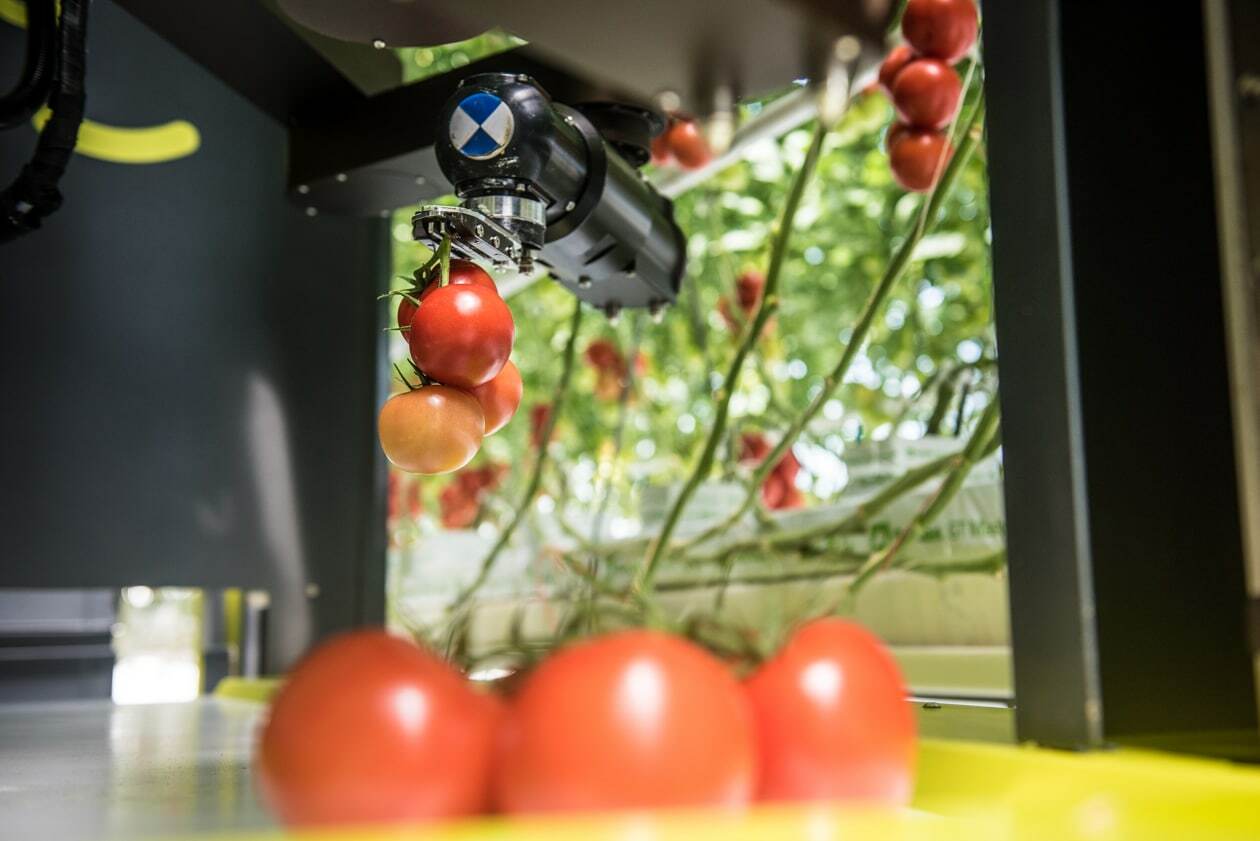 GRoW Harvesting Robot Picking Tomatoes at Axia Vegetable Seeds | Seed…