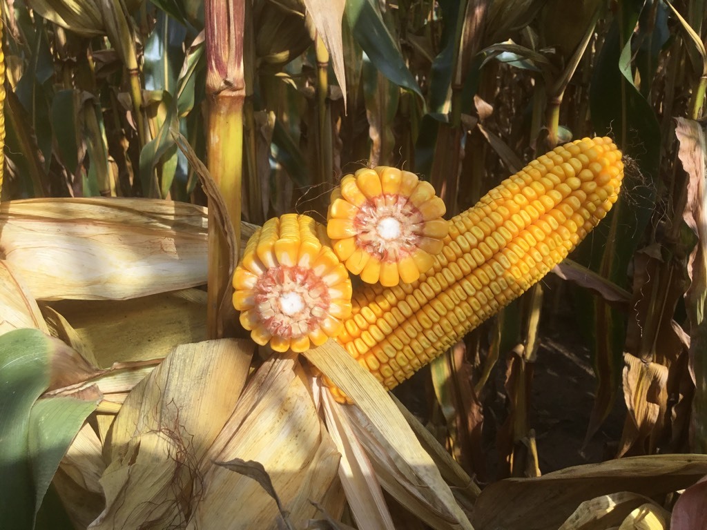 More Seed Options Available For LG Seeds Customers | Seed Today