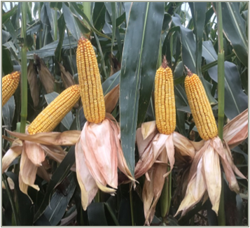 LG Seeds Announces New Corn and Soybean Products For 2023 Planting