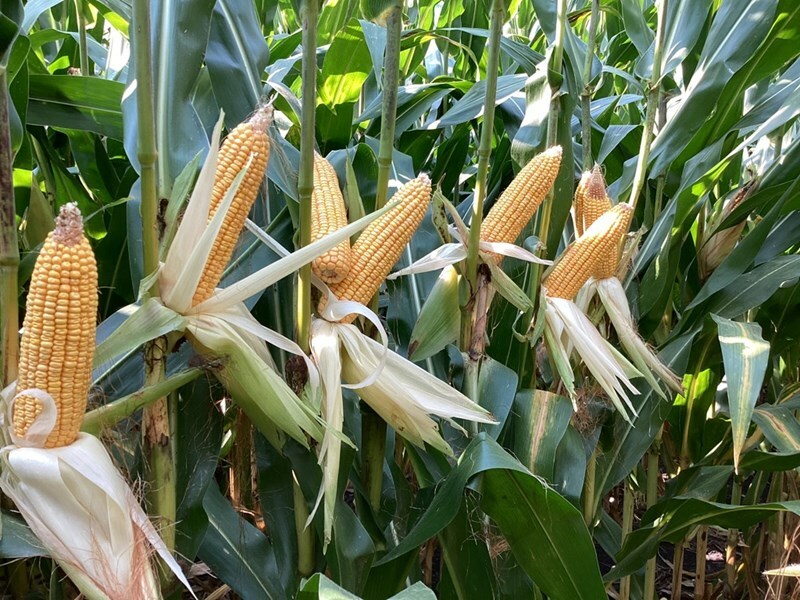 More Seed Options Available For LG Seeds Customers | Seed Today