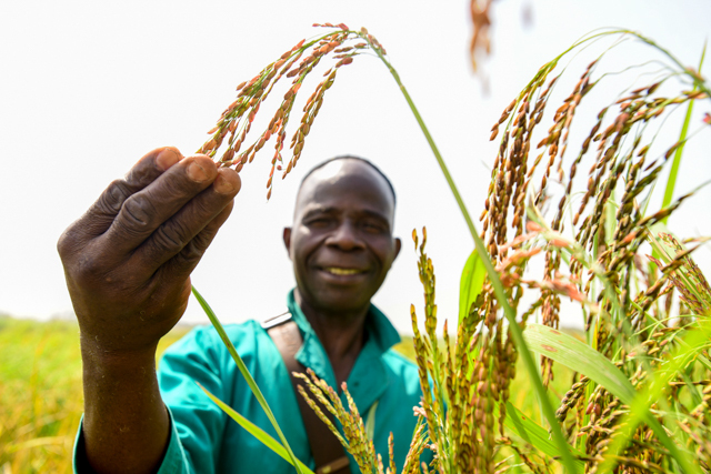 Early Flowering African Rice Beats The Heat | Seed Today
