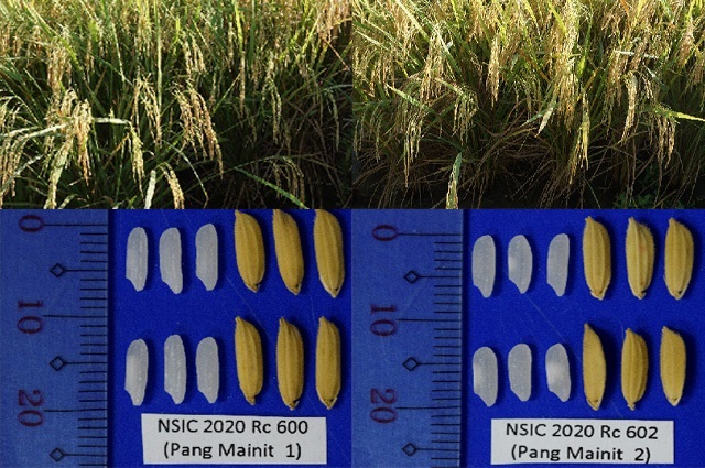 First Ph Heat Tolerant Rice Recommended For Release In The Philippines
