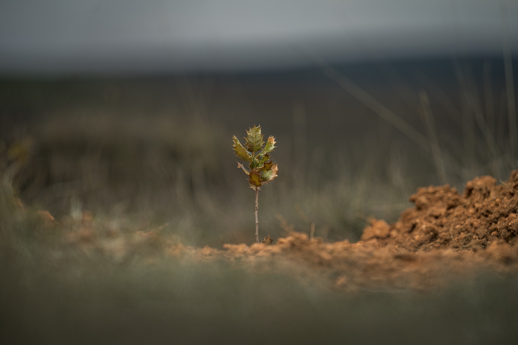 Incotec and Land Life Join Forces To Accelerate Global Reforestation