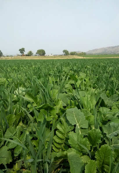 Get More Out of Your Cover Crops With Renovo Seed's™ Rye Cocktails