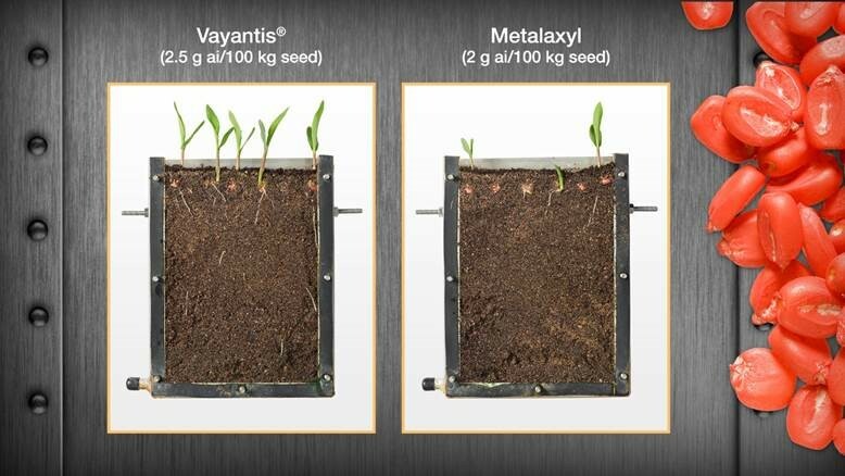 Syngenta Introduces New Corn Seed Treatment For Pythium Protection
